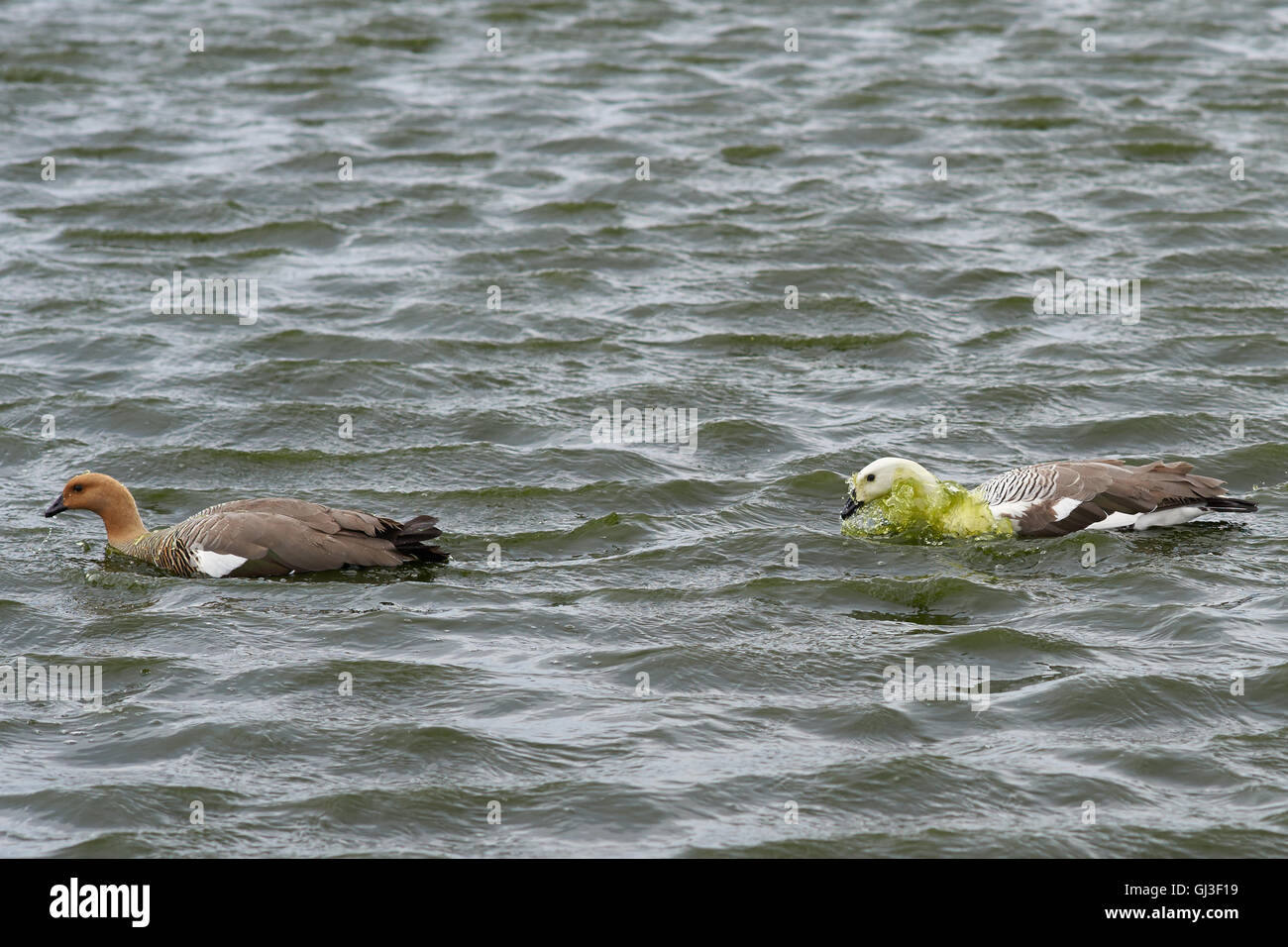Male female upland goose hi-res stock photography and images - Alamy