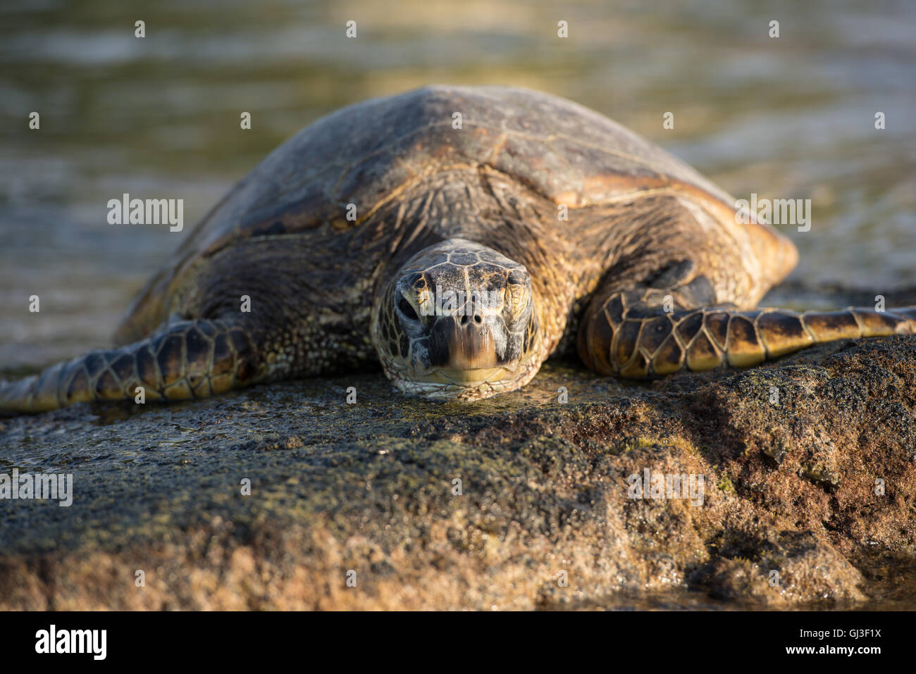 Scalysea hi-res stock photography and images - Alamy
