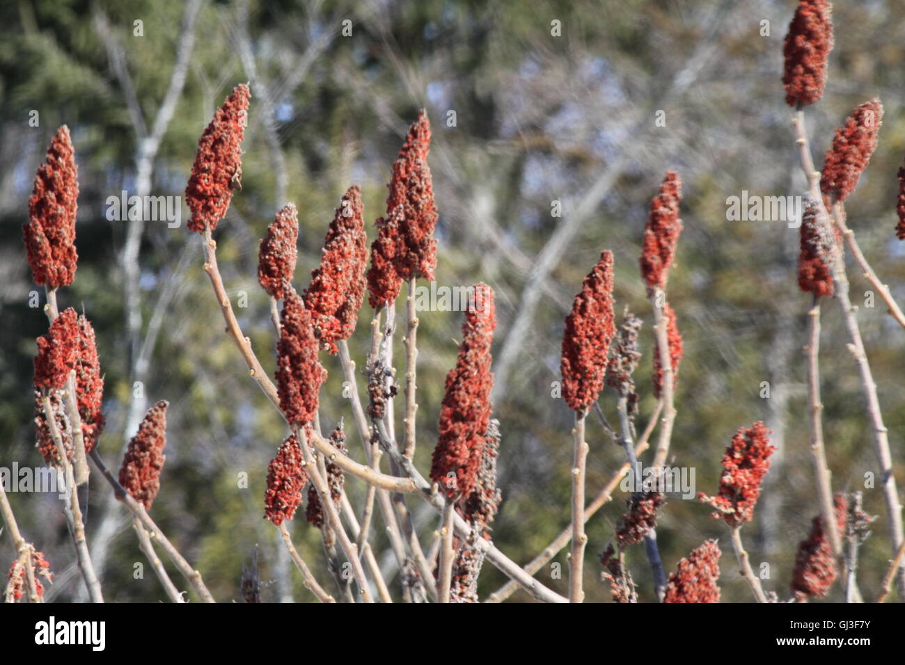 Sumac flower hi-res stock photography and images - Alamy