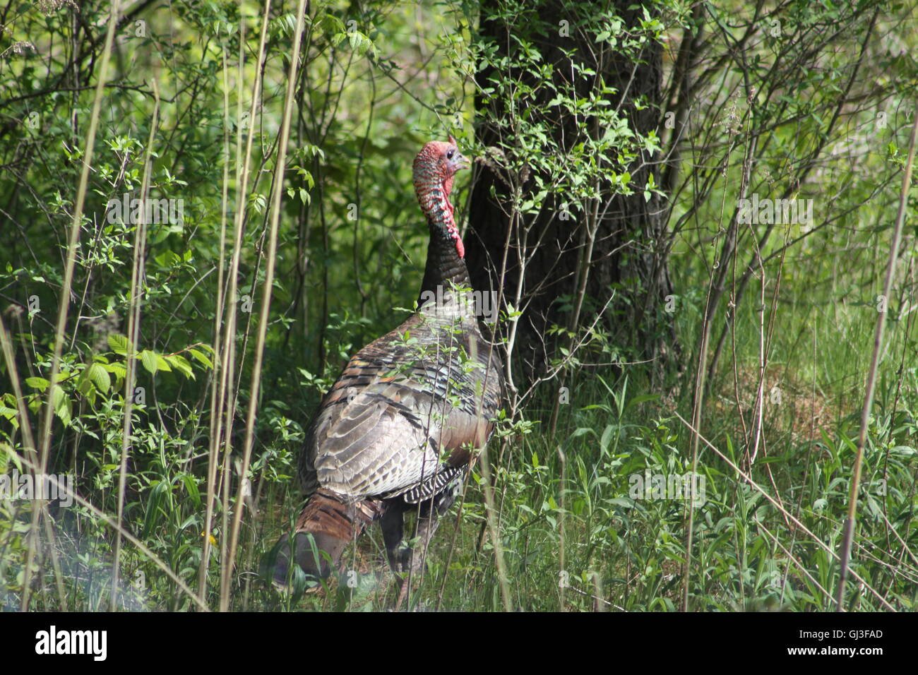 Wild turkey in woods hi-res stock photography and images - Alamy