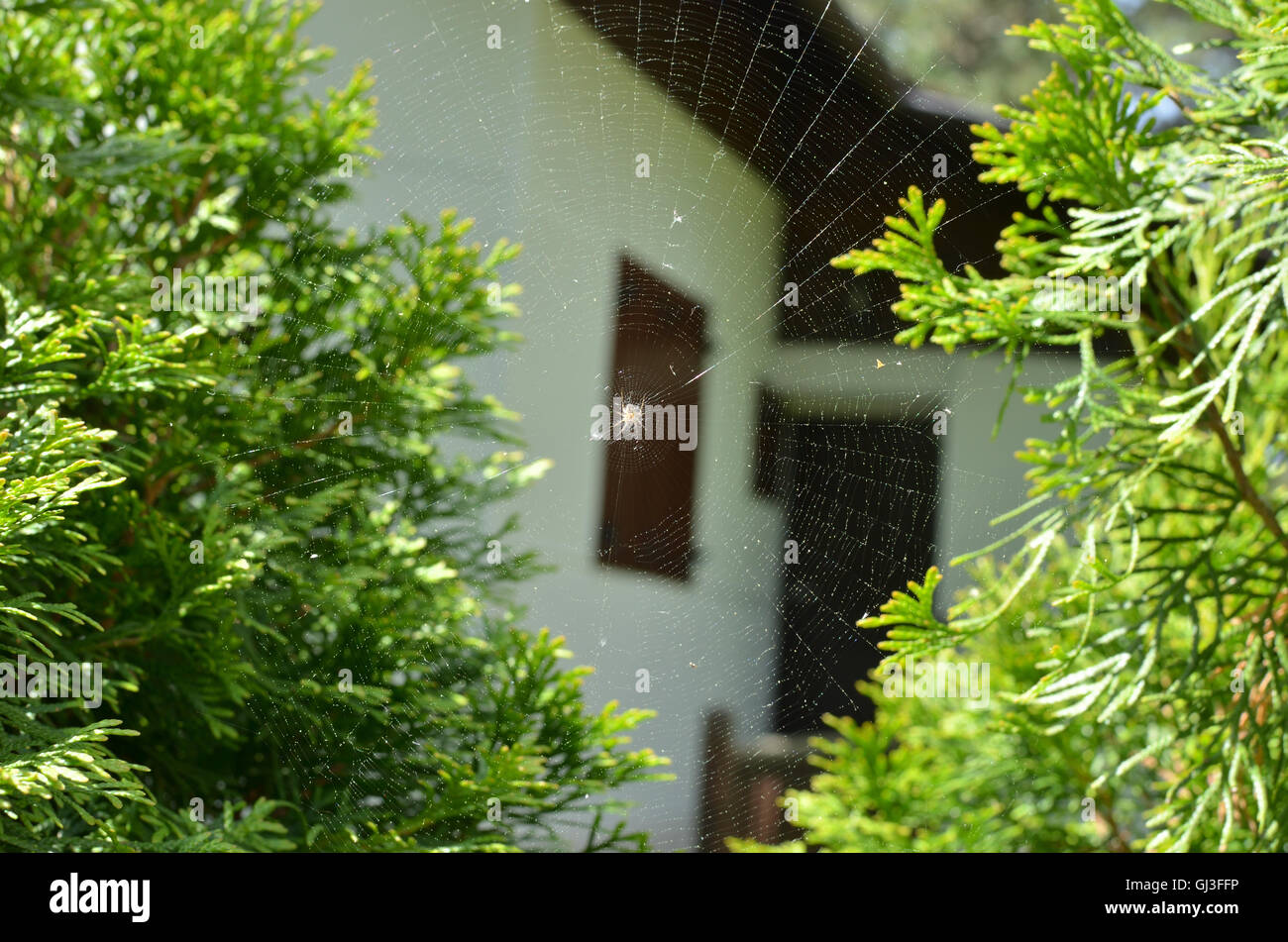 Spider in the center of its net spread between two conifer trees and a ...