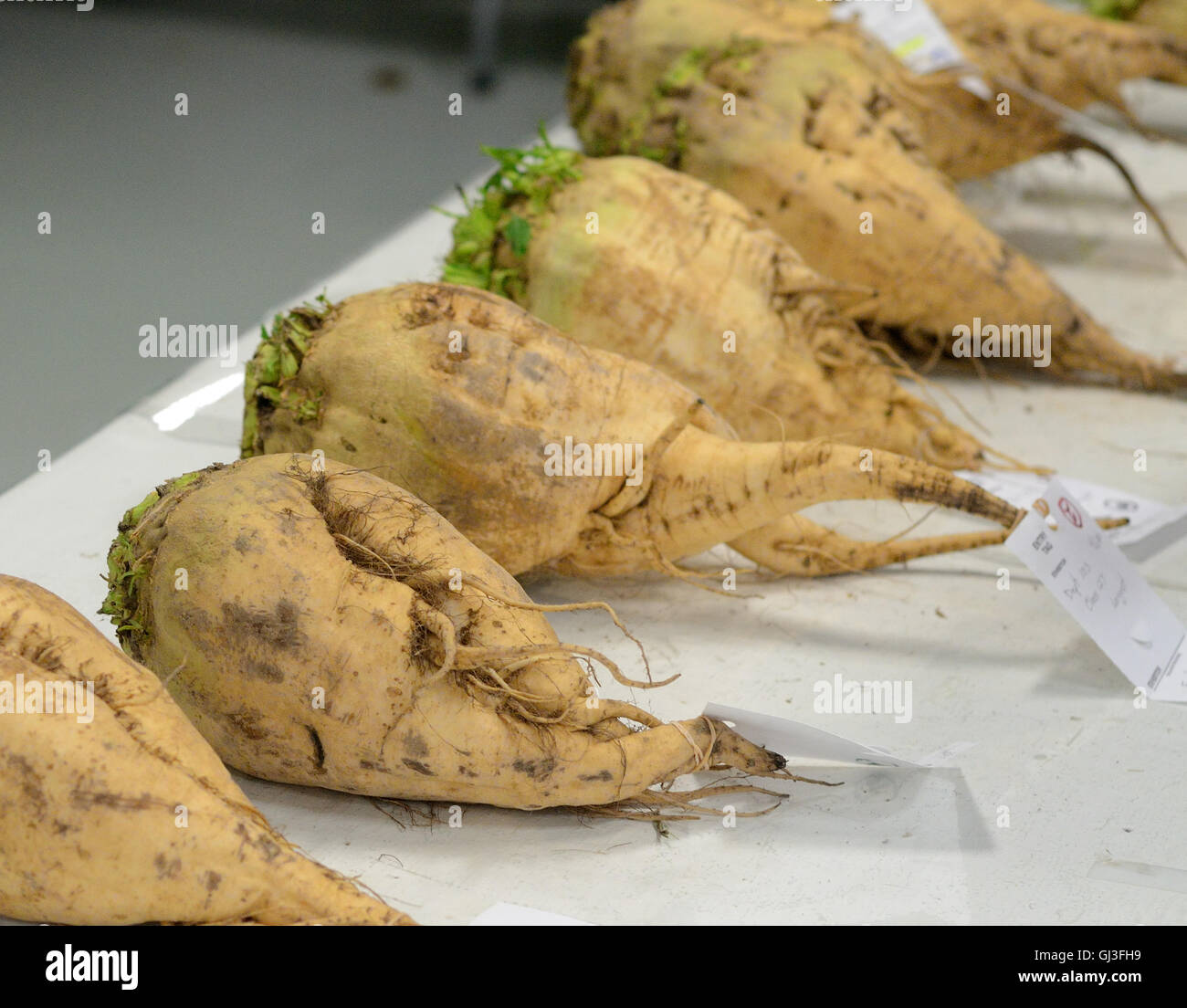 Boulder County Fair. Sugar beets grown commercially in Boulder County ...