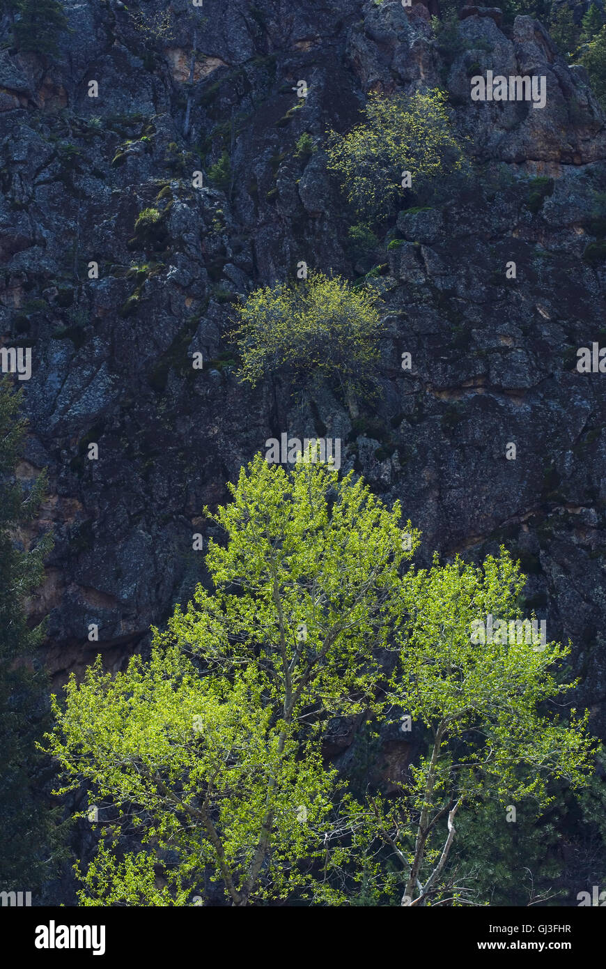 Spring leaves along St. Vrain Creek, and Rt. 7 West of Lyons, Colorado ...
