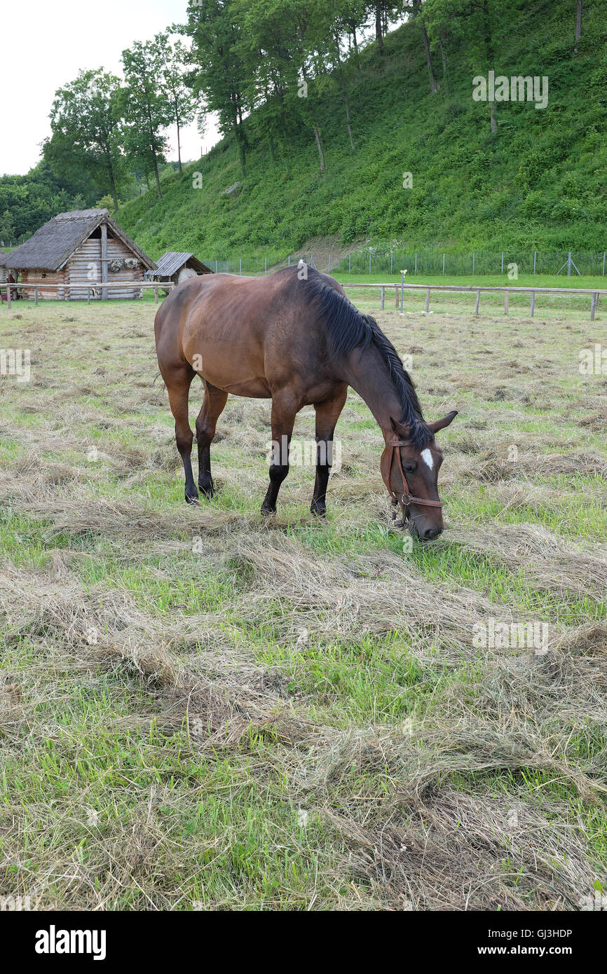 Horse cold blooded hi-res stock photography and images - Alamy
