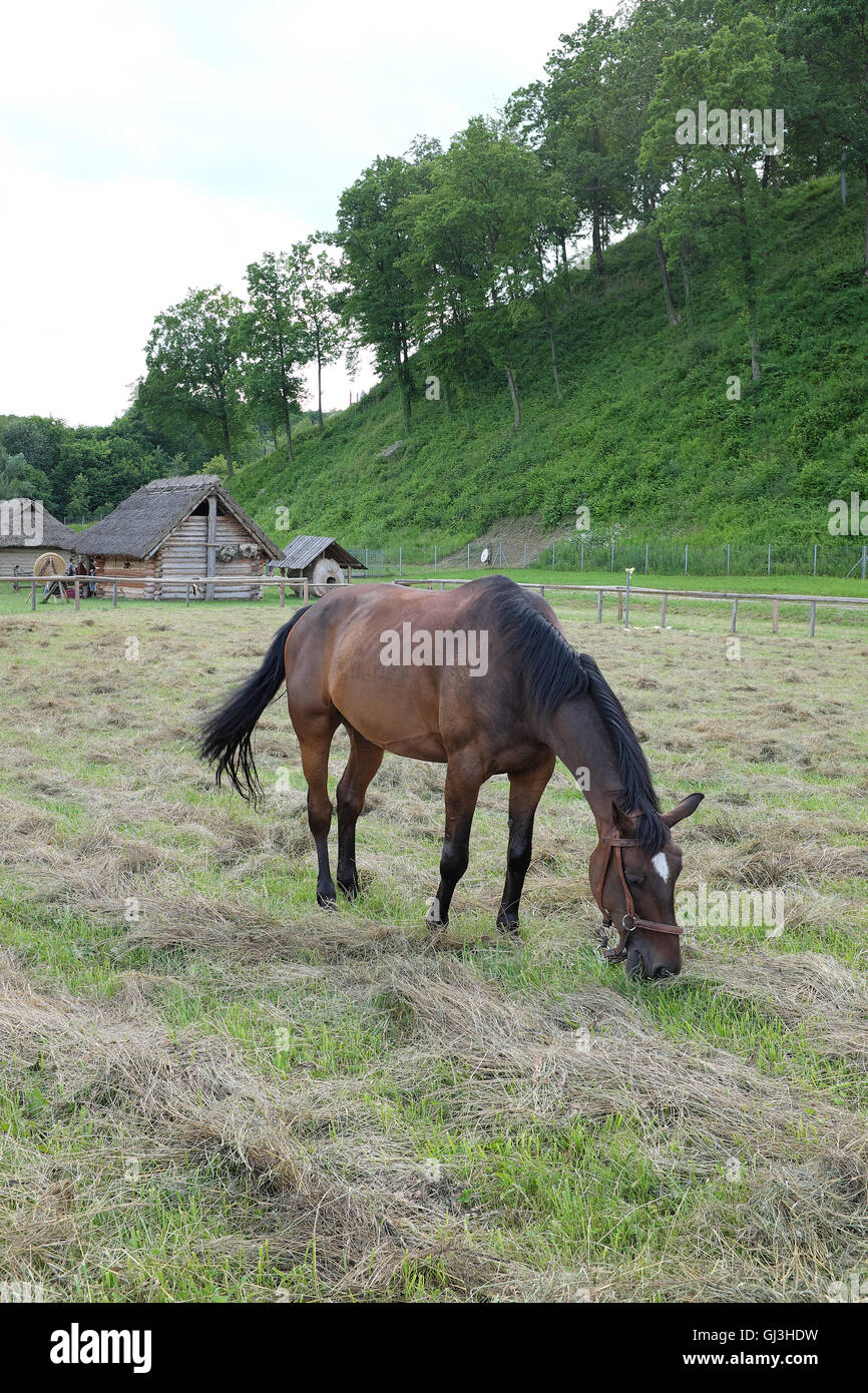 Horse cold blooded hi-res stock photography and images - Alamy