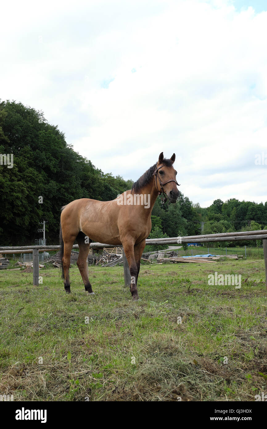 Horse cold blooded hi-res stock photography and images - Alamy