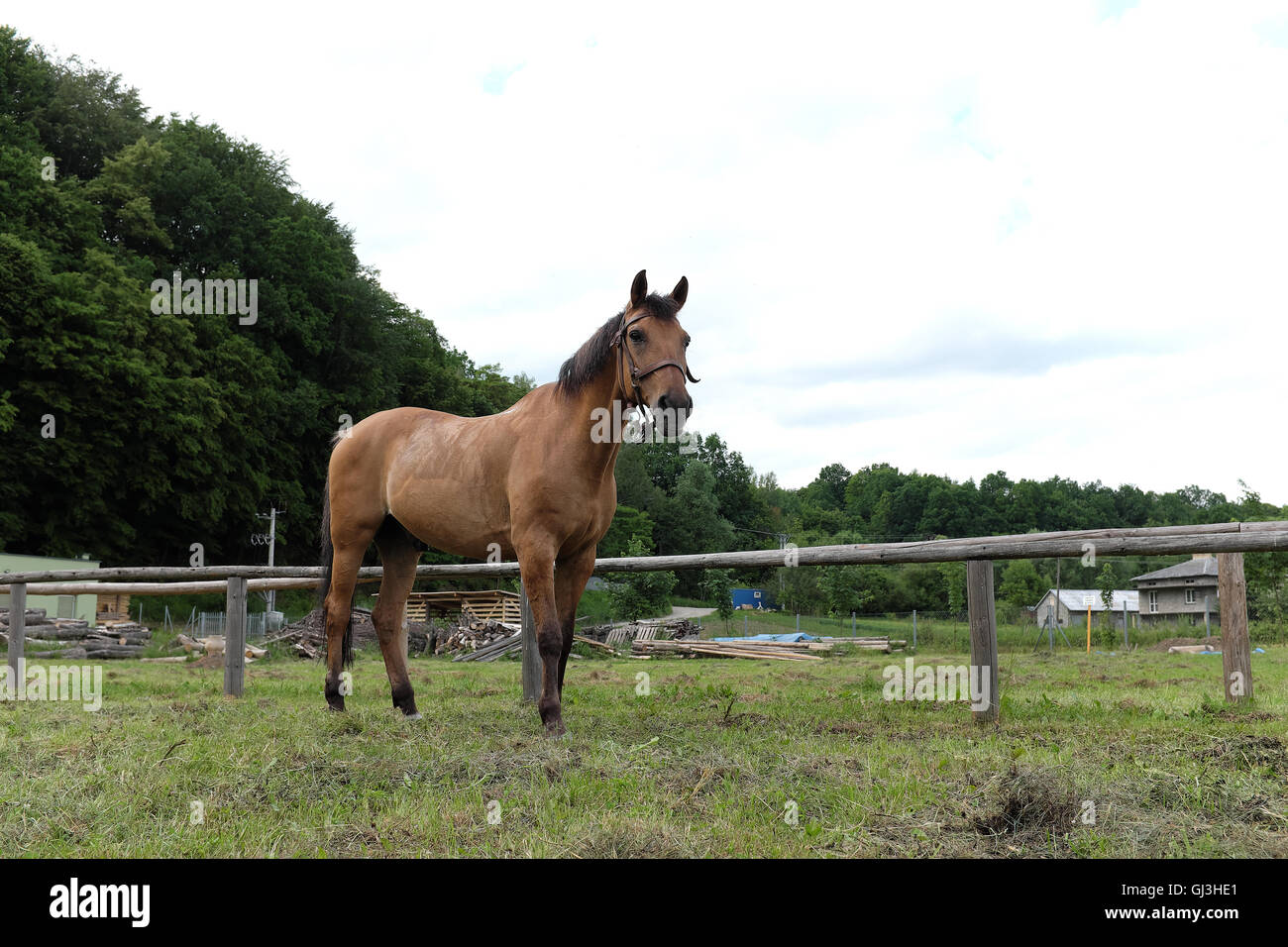 Horse cold blooded hi-res stock photography and images - Alamy