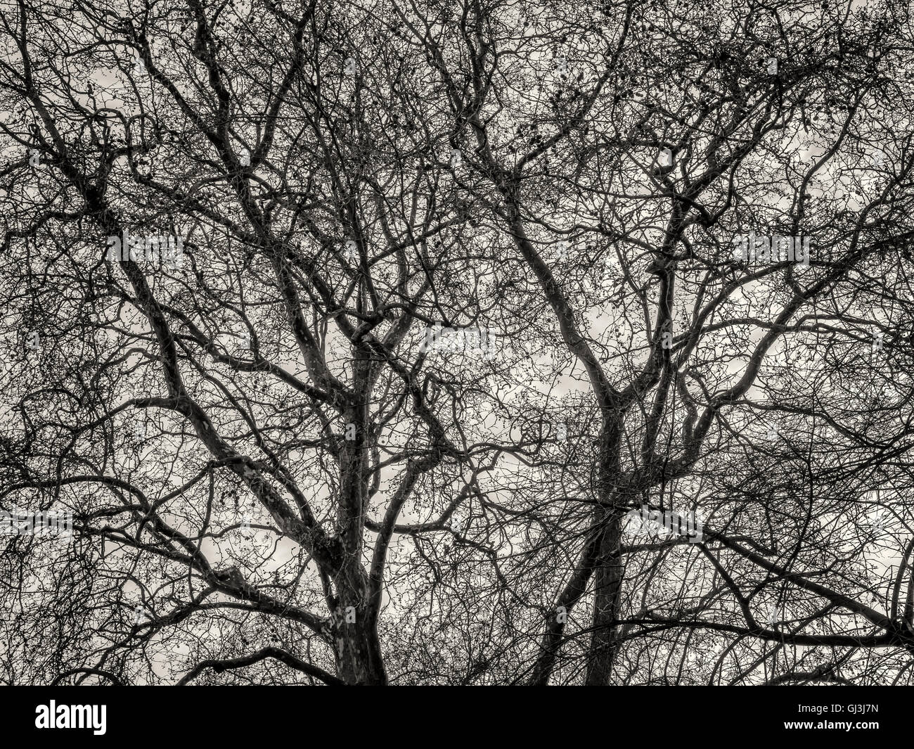 Boulevard tree, London England Stock Photo - Alamy