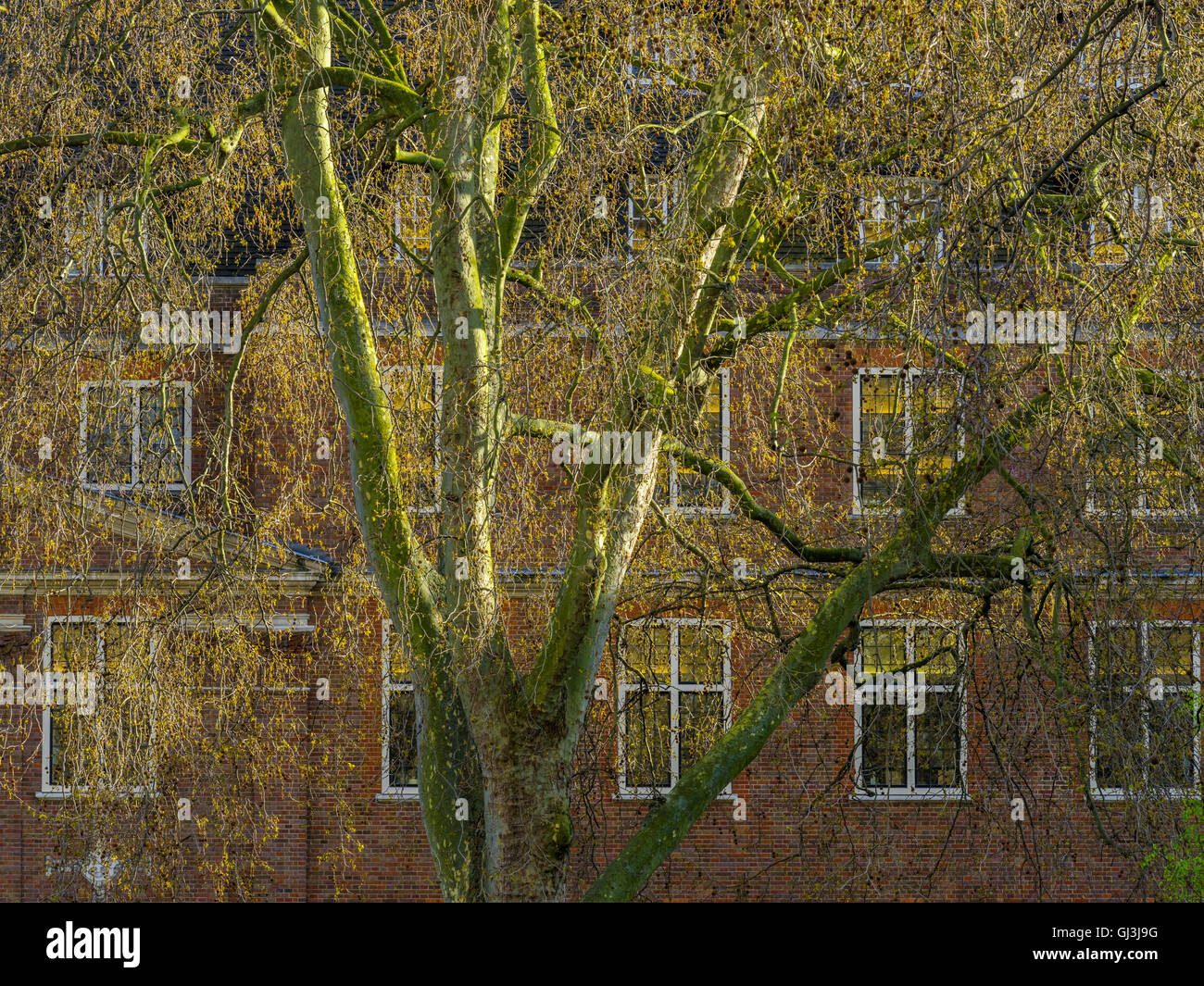Boulevard tree and apartments, London England Stock Photo - Alamy