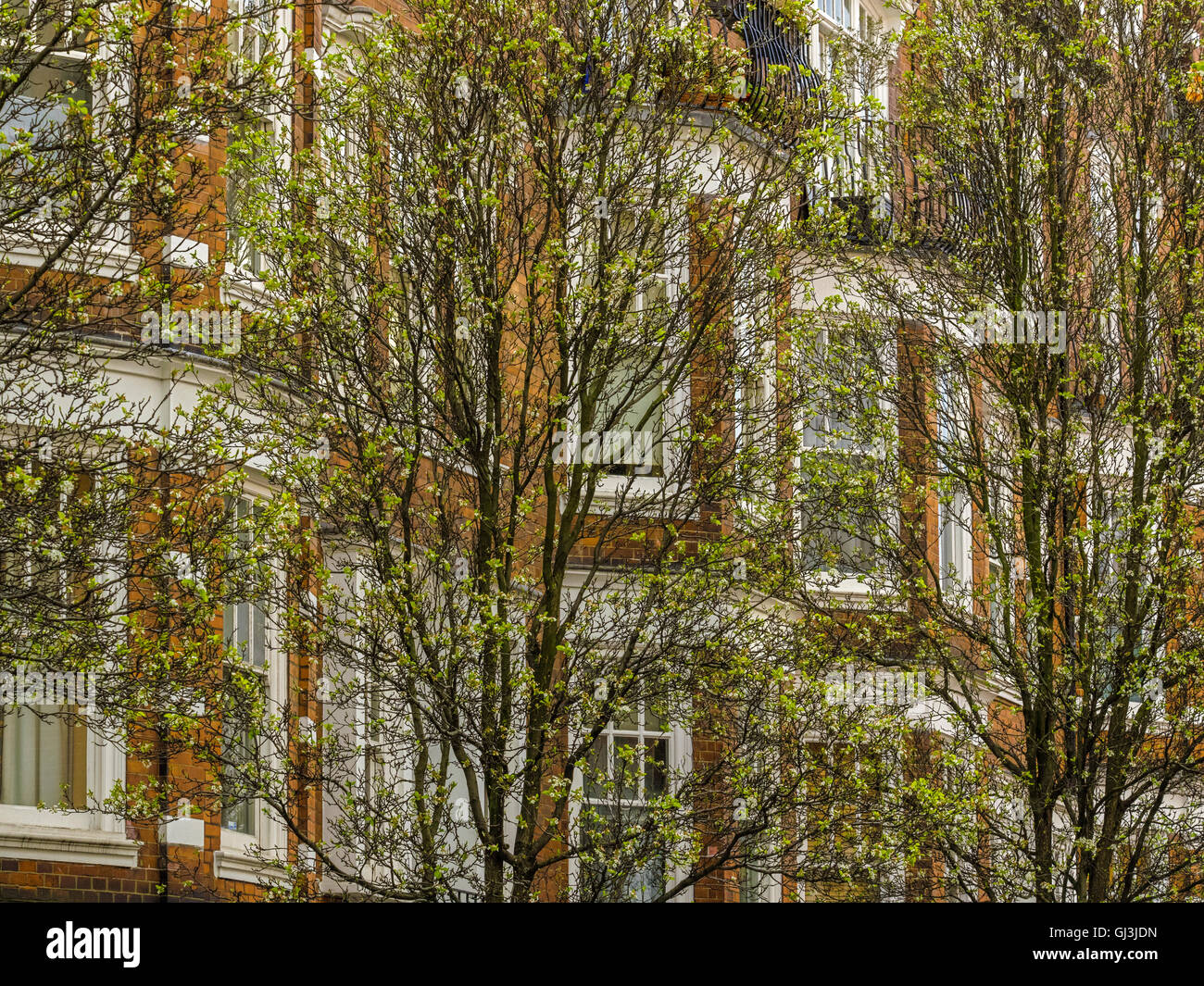 Boulevard tree and apartments, London England Stock Photo - Alamy