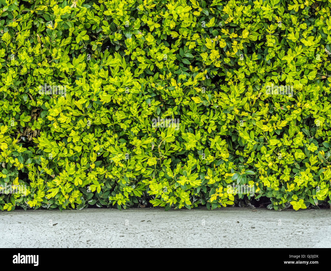 Hedge, London England Stock Photo - Alamy