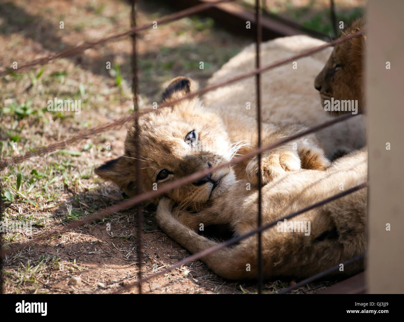 African lion in captivity hi-res stock photography and images - Alamy