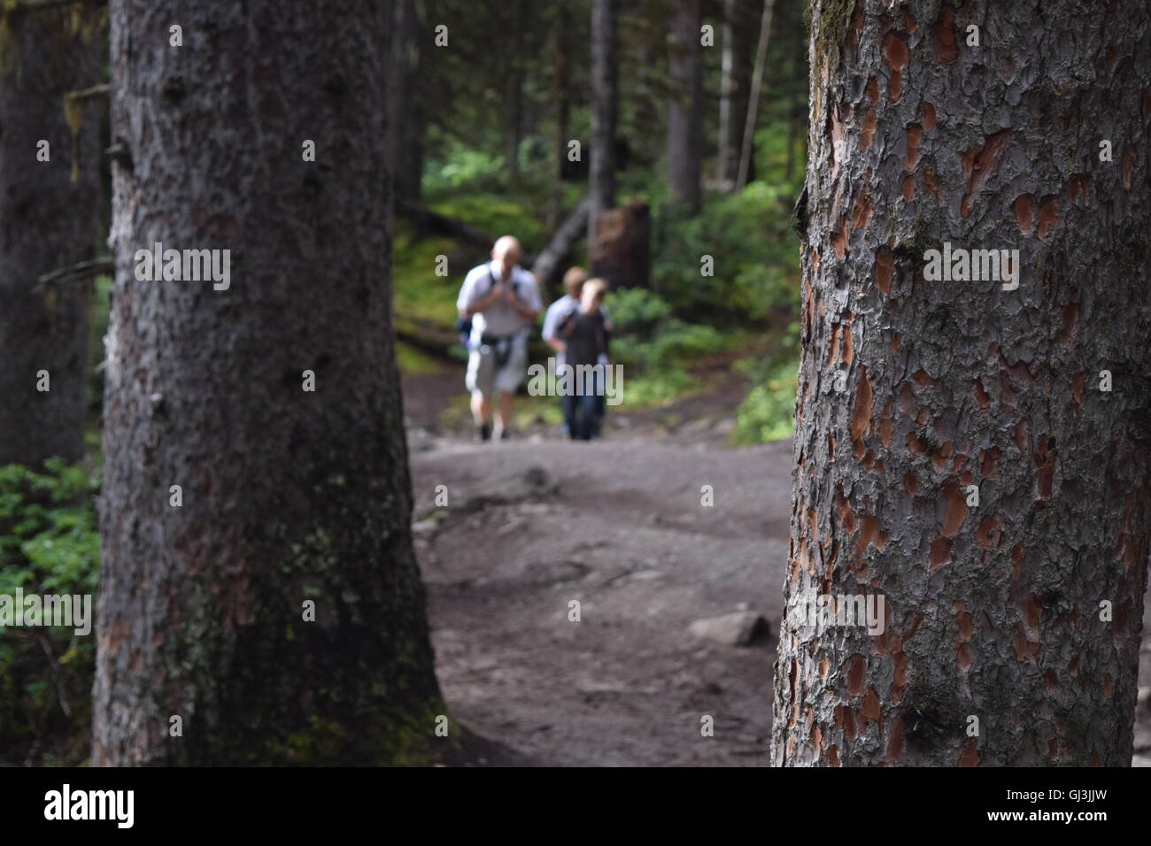Woodland evergreen hiking walking blurred bark scratches banff national ...