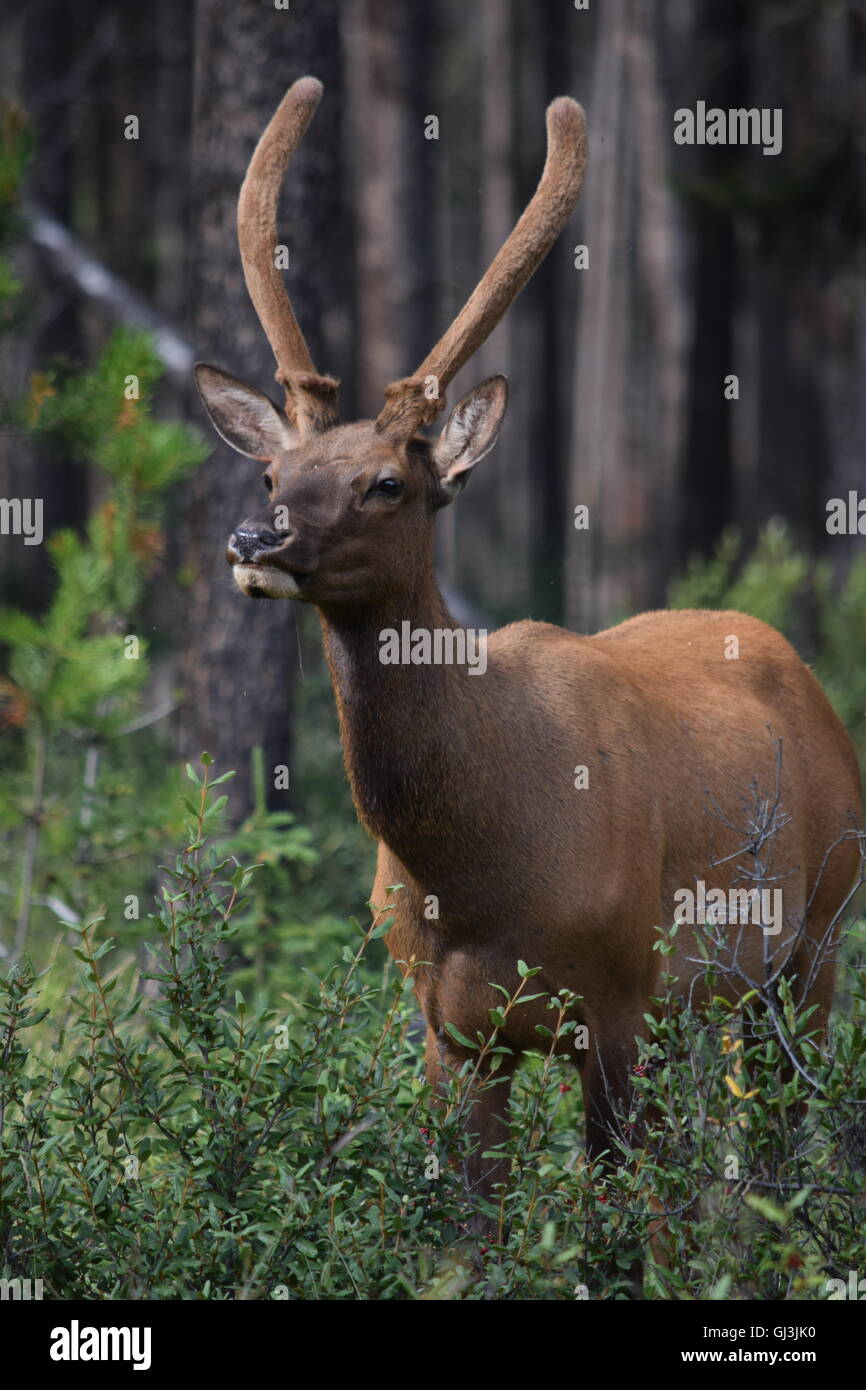 Deer in Woodland Stock Photo - Alamy