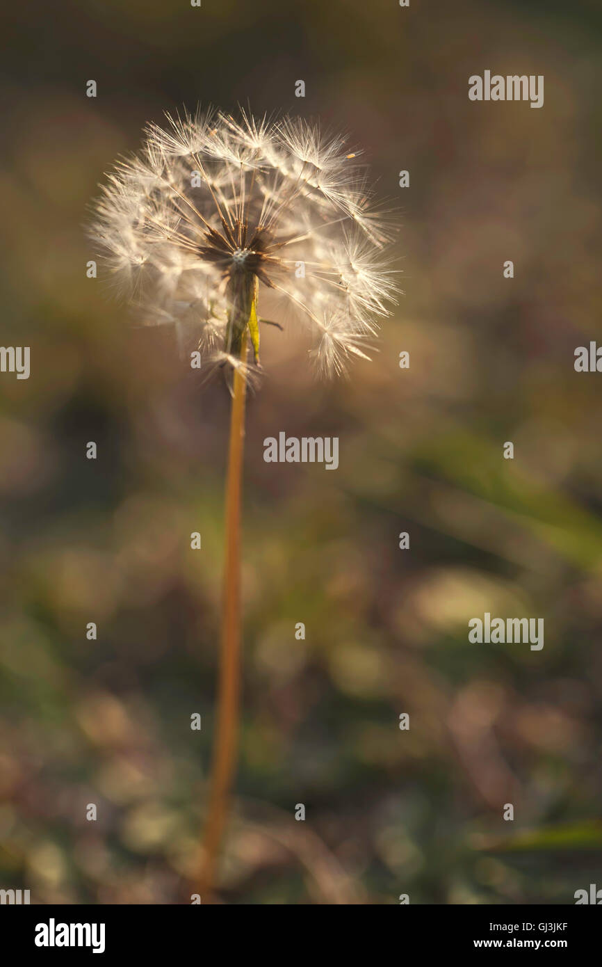 Single Dandelion in Afternoon Light Stock Photo - Alamy