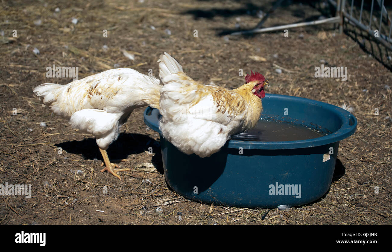 Two chickens drinking water Stock Photo - Alamy
