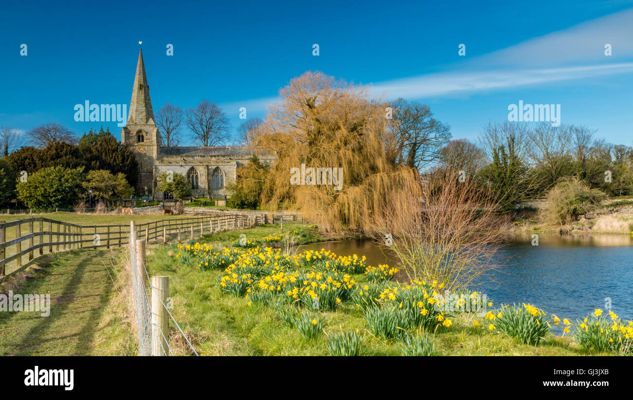Spring daffodil filled scene at Brompton by Sawdon near Scarborough ...