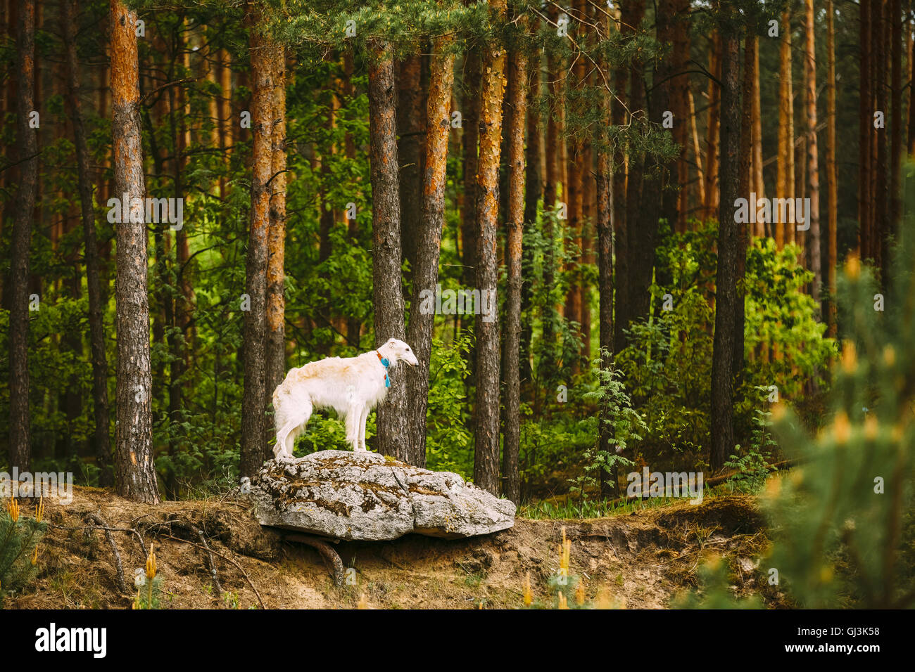 White Russian Borzoi, Hunting Dog standing on rock in forest Stock ...