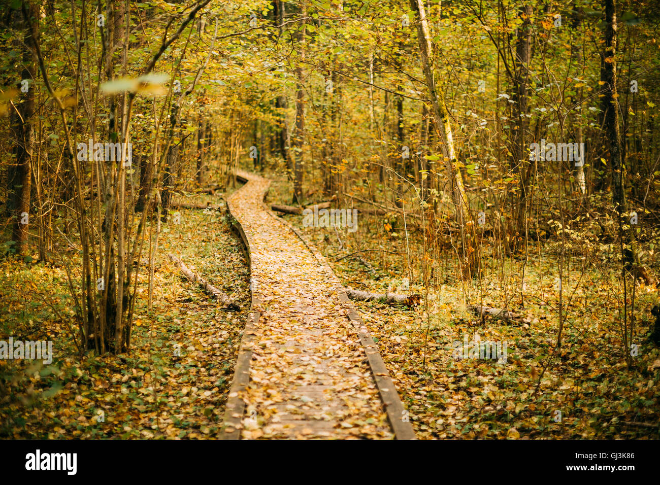 Wooden boarding path way pathway in autumn forest Stock Photo - Alamy