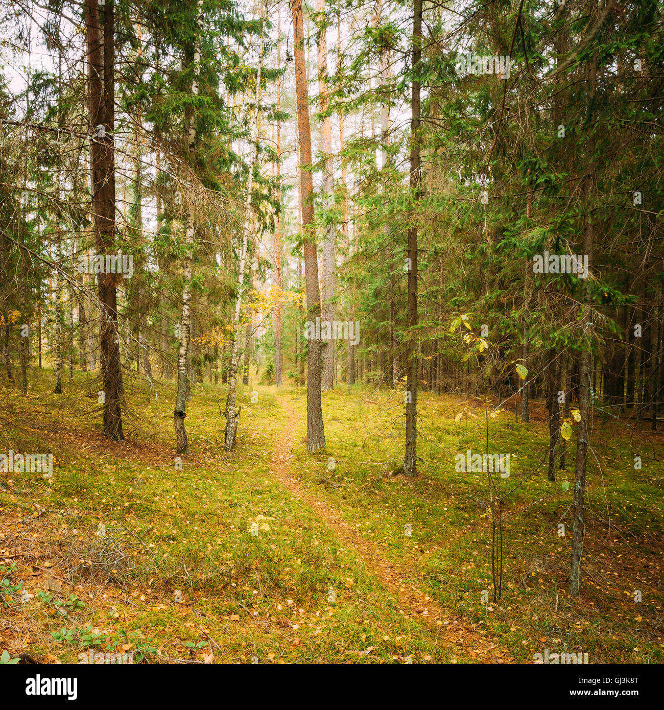 Lane through coniferous forest hi-res stock photography and images - Alamy