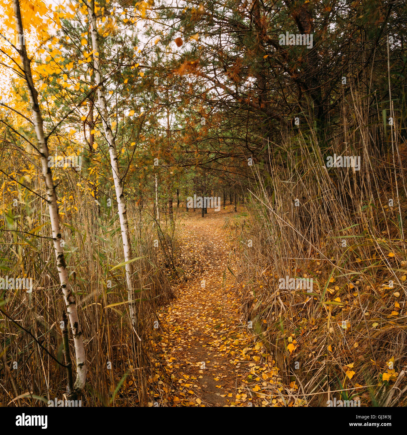 Path way pathway hi-res stock photography and images - Alamy