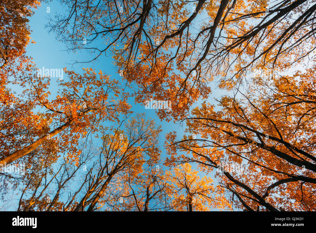 Orange and yellow canopy hi-res stock photography and images - Alamy
