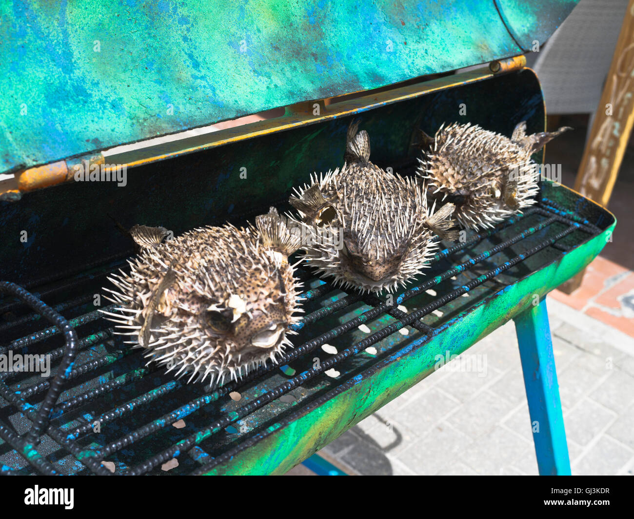 dh Philipsburg ST MAARTEN CARIBBEAN Puff ball fish ? on charcoal ...
