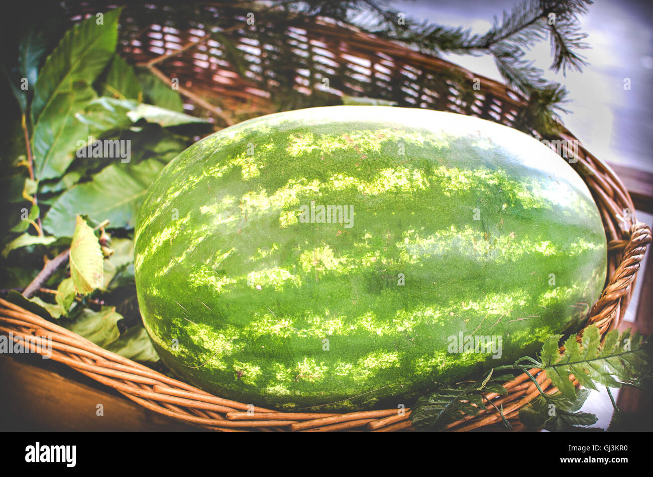 big oval green watermelon in a basket Stock Photo - Alamy