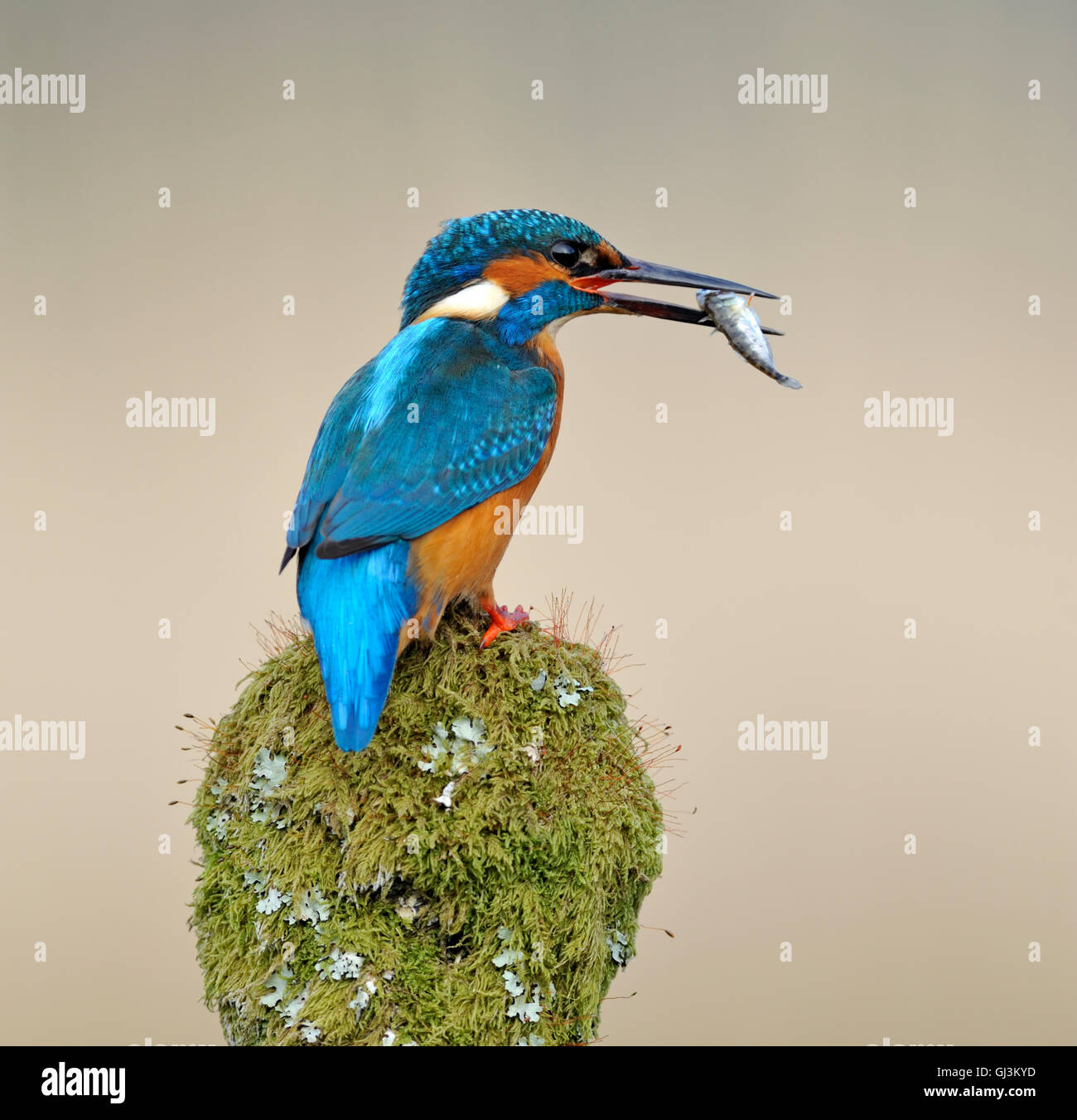 Common kingfisher (Alcedo atthis) - UK Stock Photo - Alamy