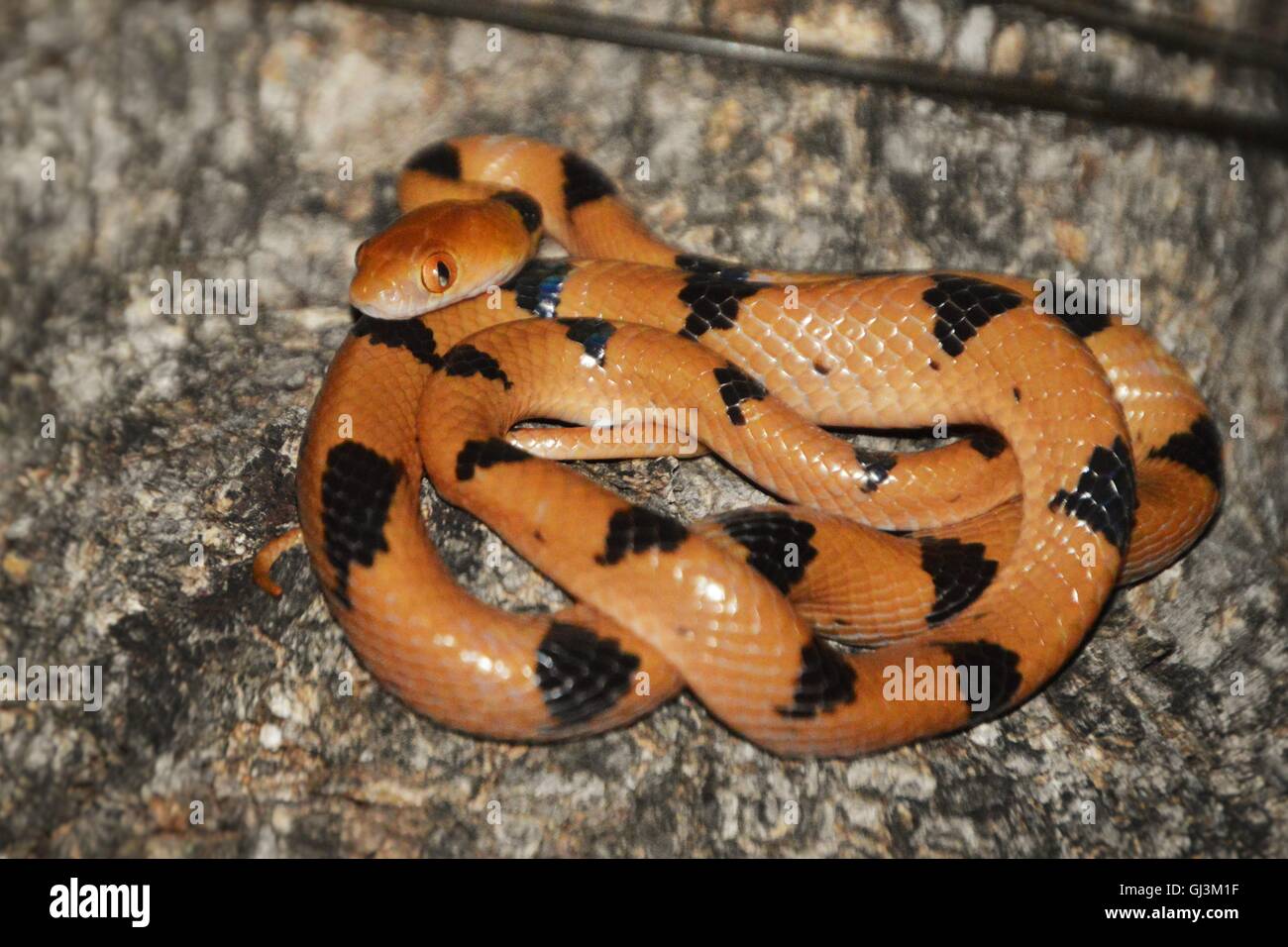 Tiger snake hi-res stock photography and images - Alamy