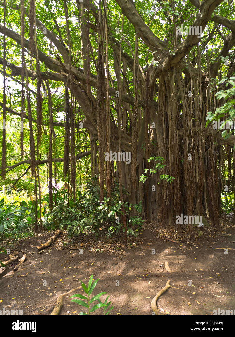 dh ? ST KITTS CARIBBEAN Tree tropical garden Caribbean tropical tree ...