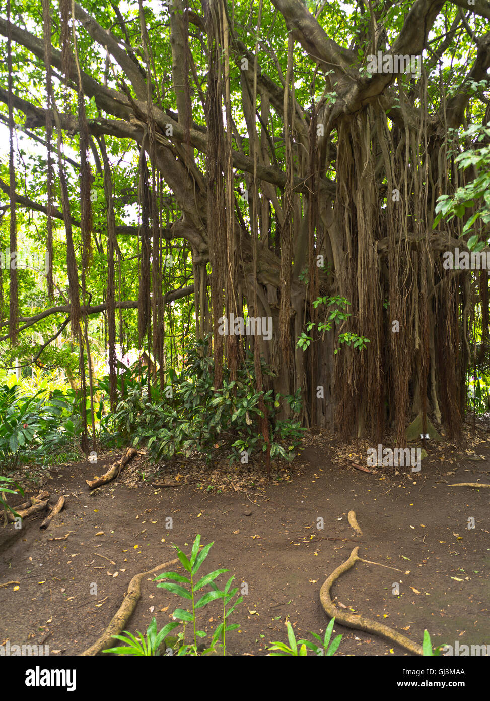 Caribbean tree hi-res stock photography and images - Alamy