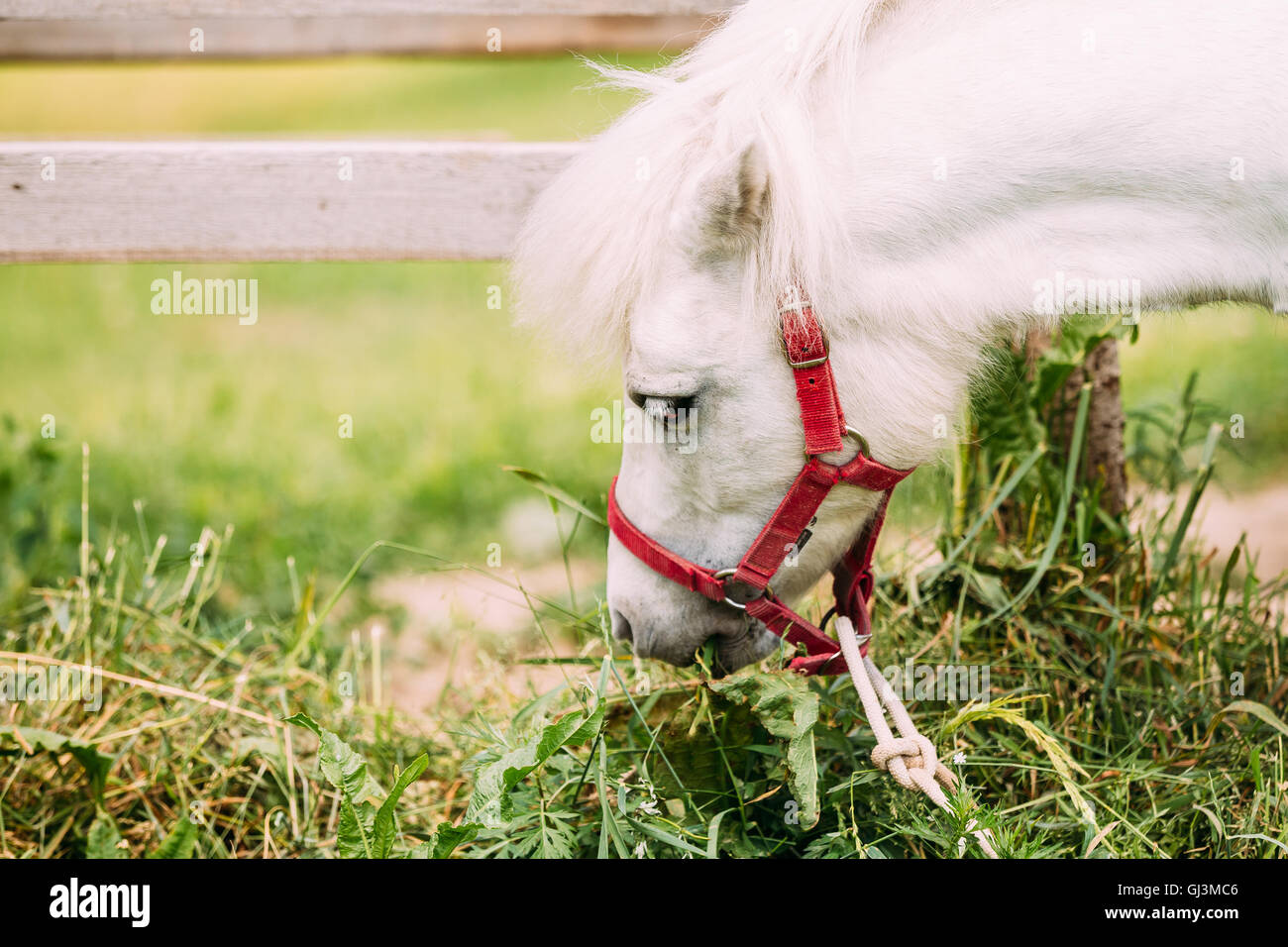 Nice White Pony Is Eating Hay, Grass. Close Up Side View Of The Head ...
