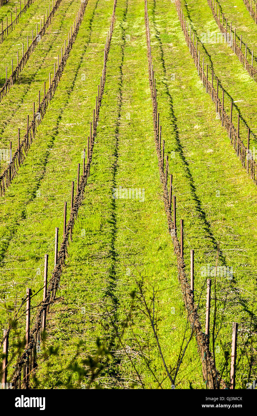 Vineyard grass hi-res stock photography and images - Alamy