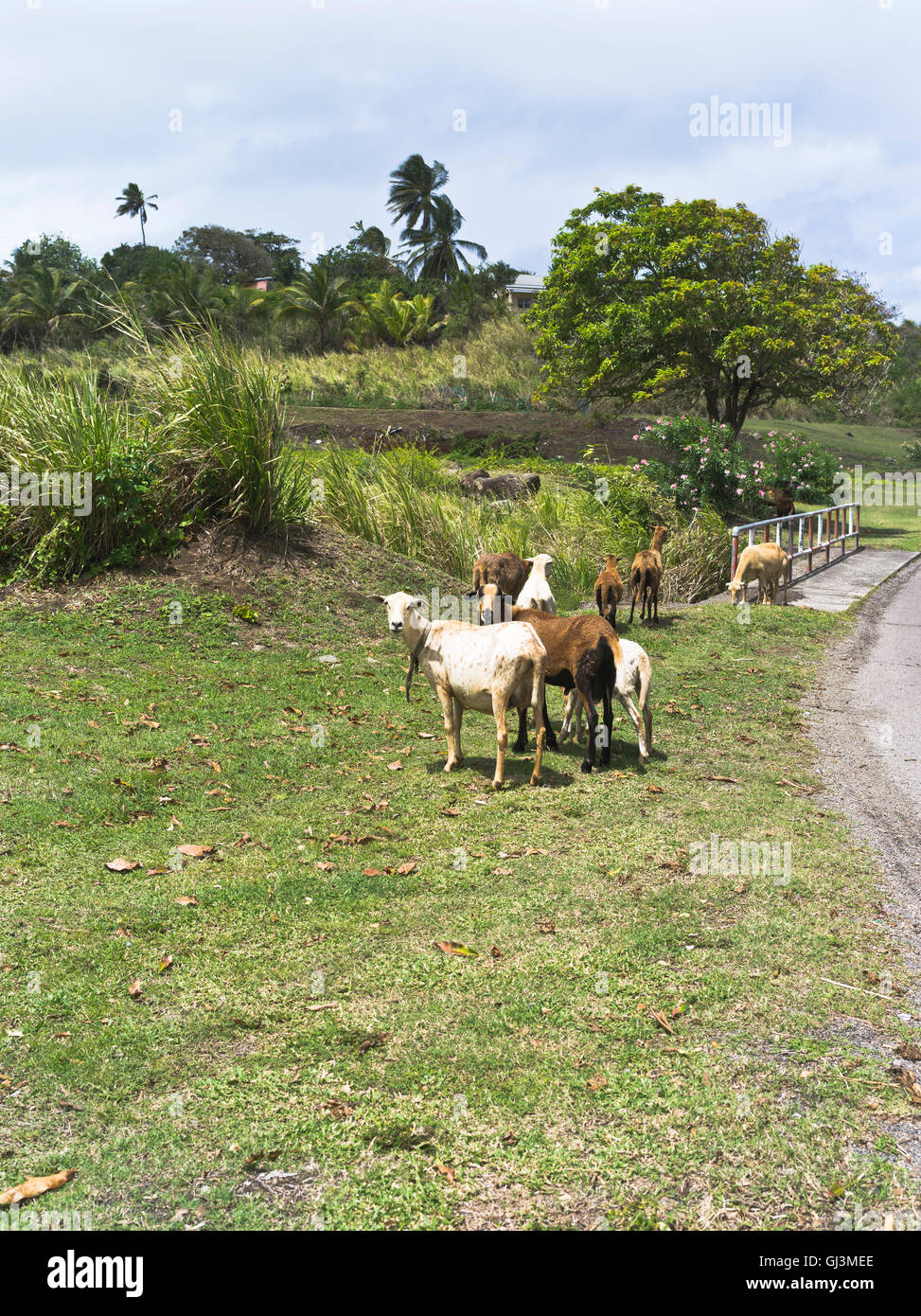 dh ST KITTS CARIBBEAN Caribbean sheep flock by road Stock Photo - Alamy