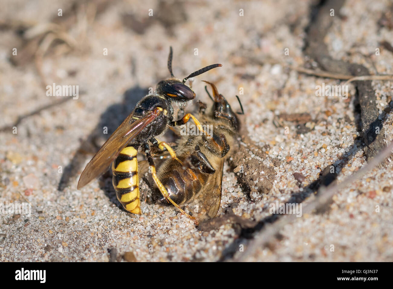 European Beewolf High Resolution Stock Photography and Images - Alamy