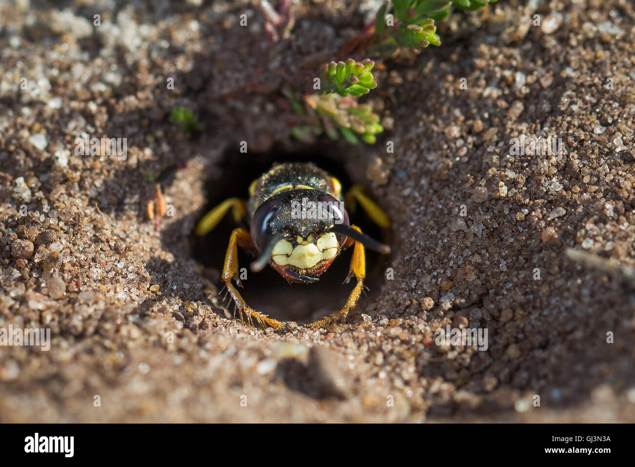 Beewolf egg hi-res stock photography and images - Alamy
