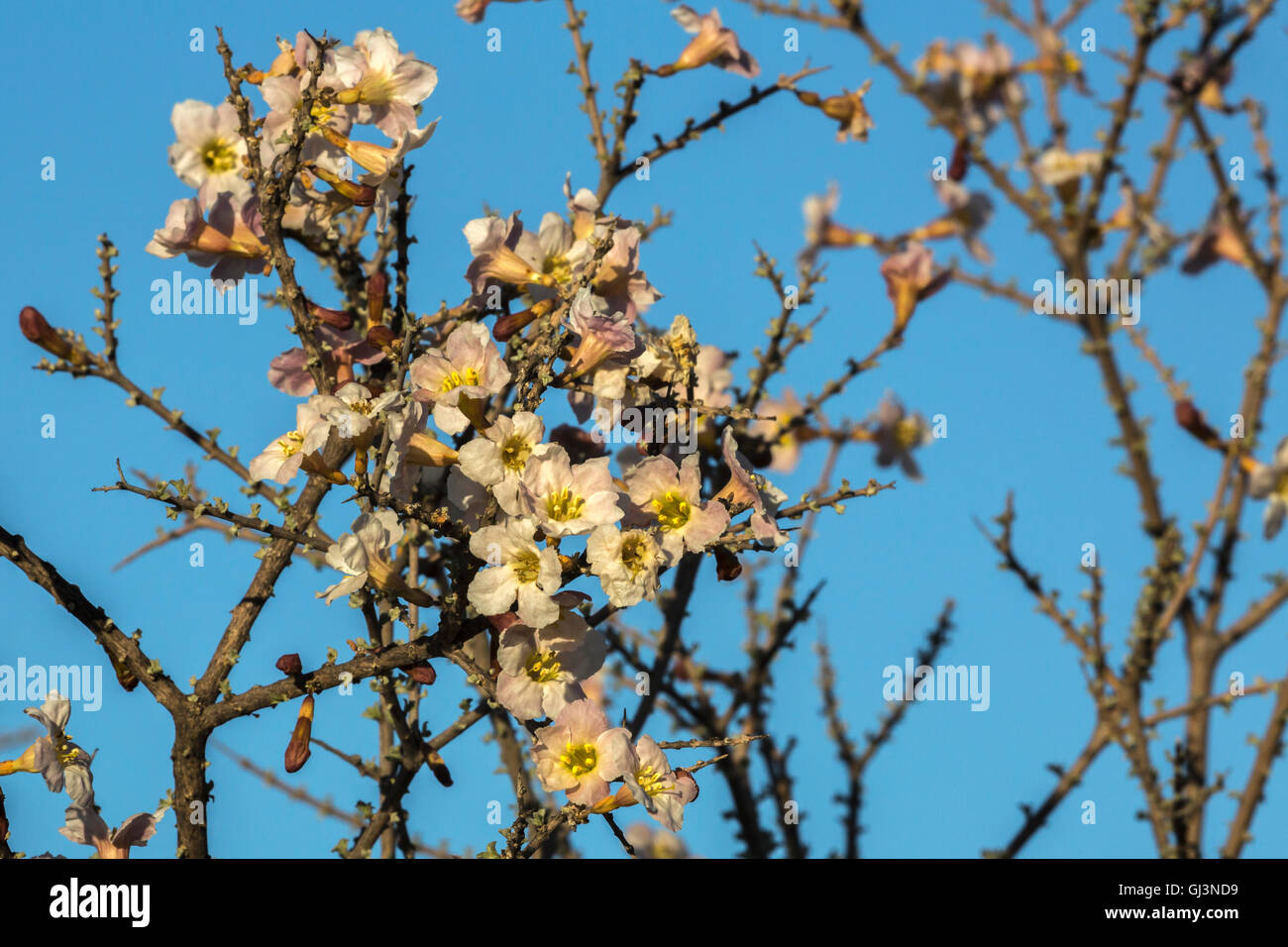 Driedoring hi-res stock photography and images - Alamy