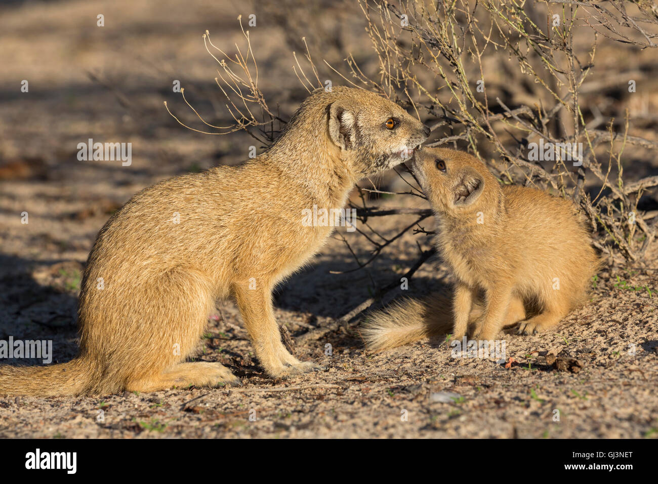 Yellow mongoose (Cynictis penicillata) with young, Kgalagadi ...