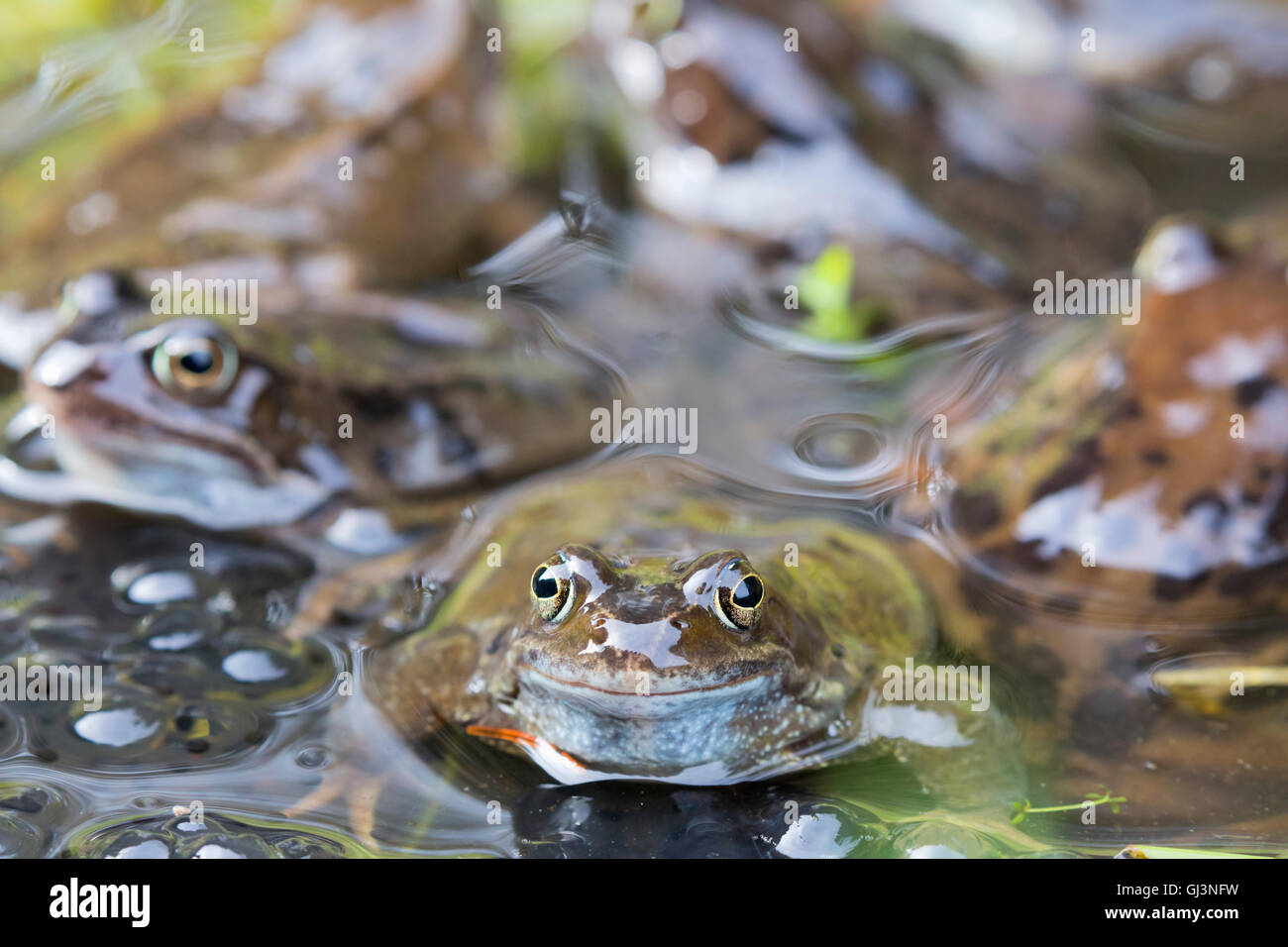 Animal Reproduction High Resolution Stock Photography and Images - Alamy