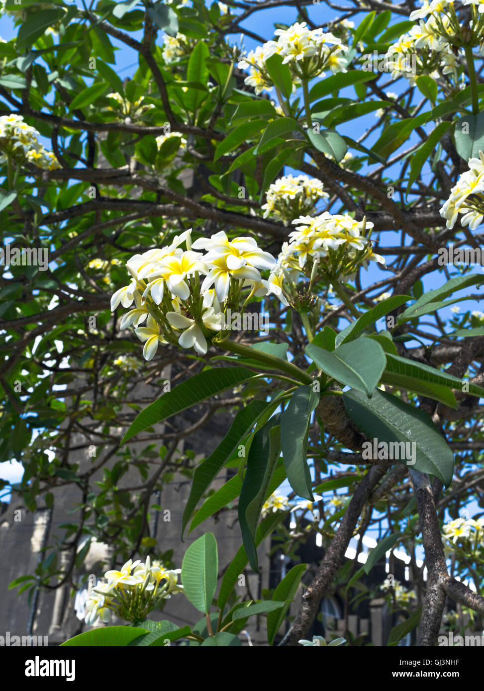 dh Plumeria FLORA CARIBBEAN Plumeria flower branches on plant bush ...