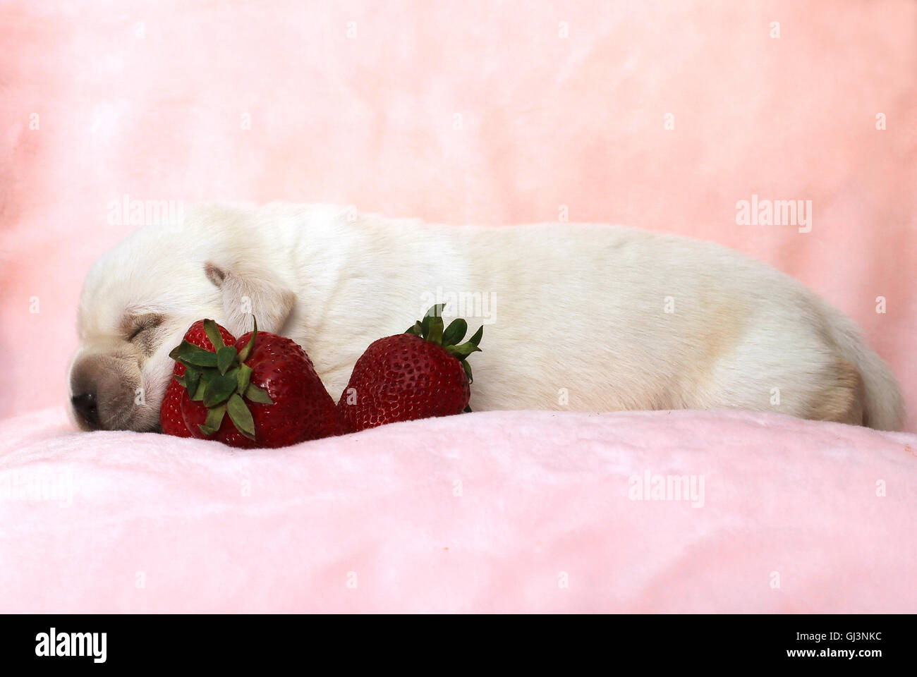 a little yellow labrador puppy sitting on red background with a ...