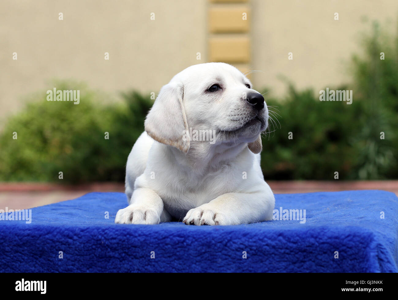 little yellow labrador puppy sitting on blue background Stock Photo - Alamy