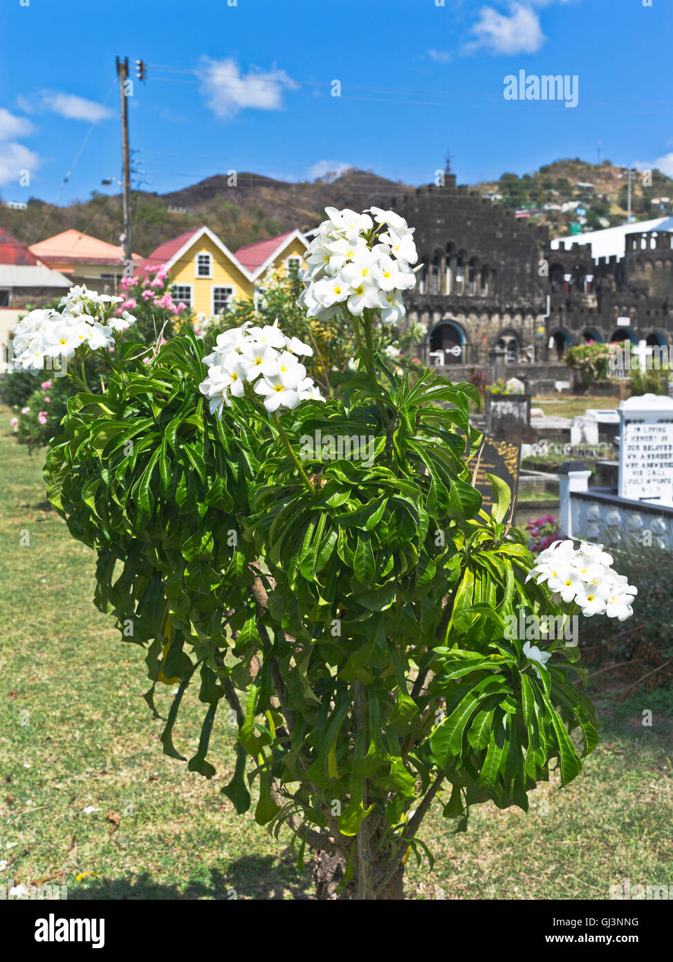 Caribbean flora hi-res stock photography and images - Alamy
