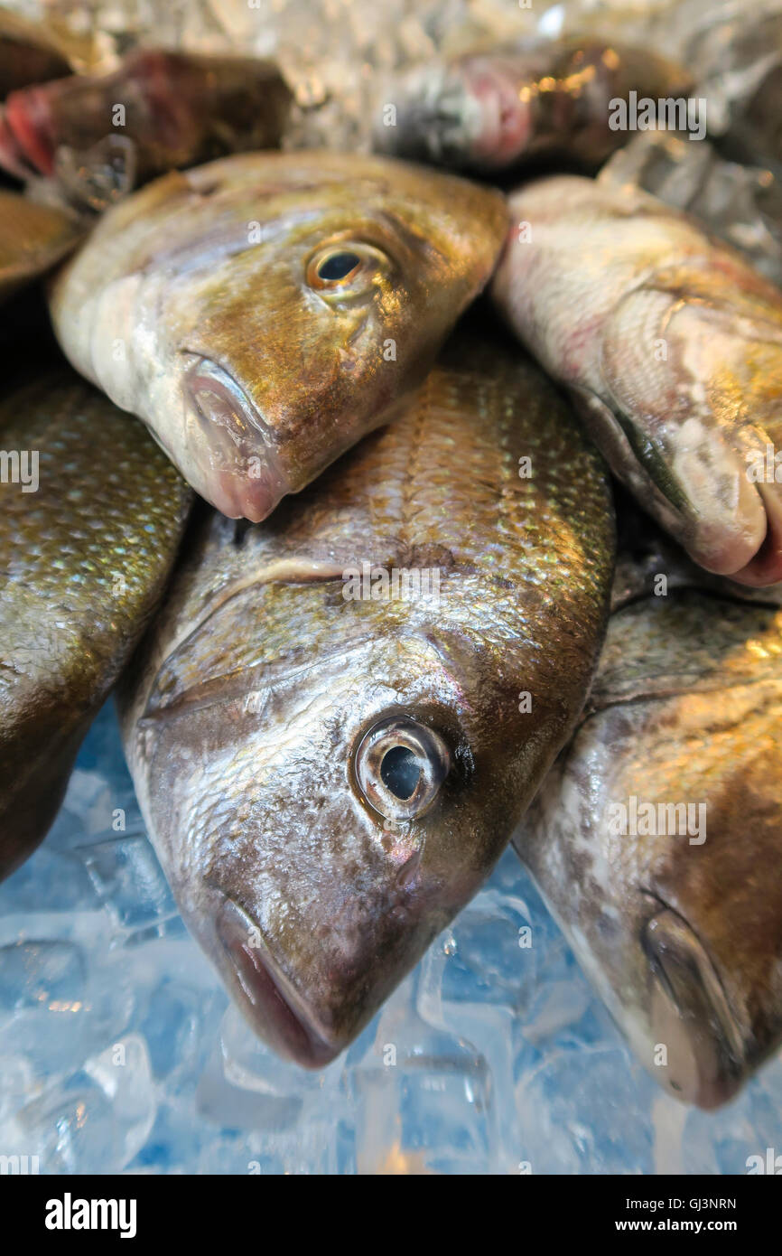 Porgy hi-res stock photography and images - Alamy