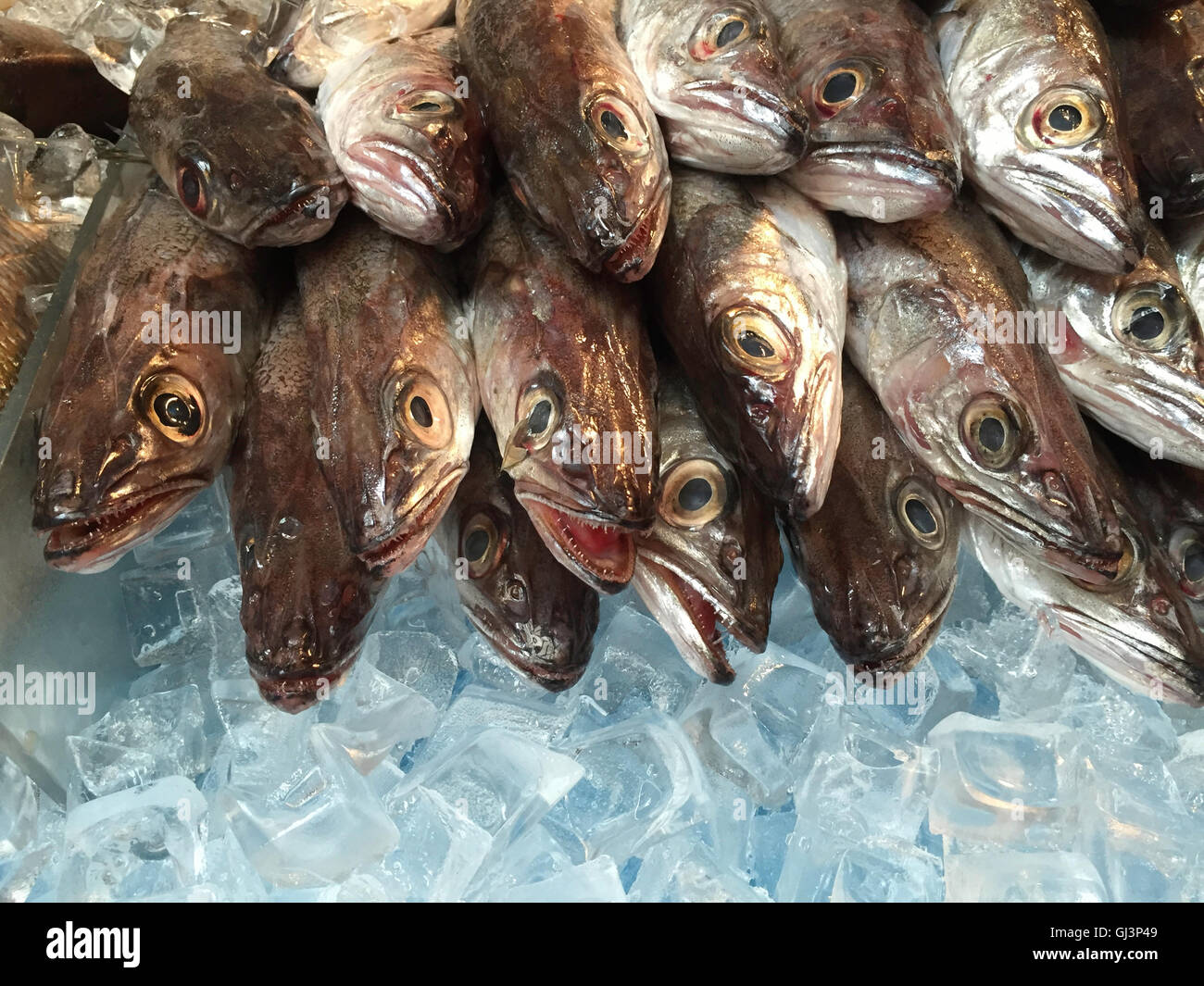Fresh Whole Fish on Ice Stock Photo - Alamy