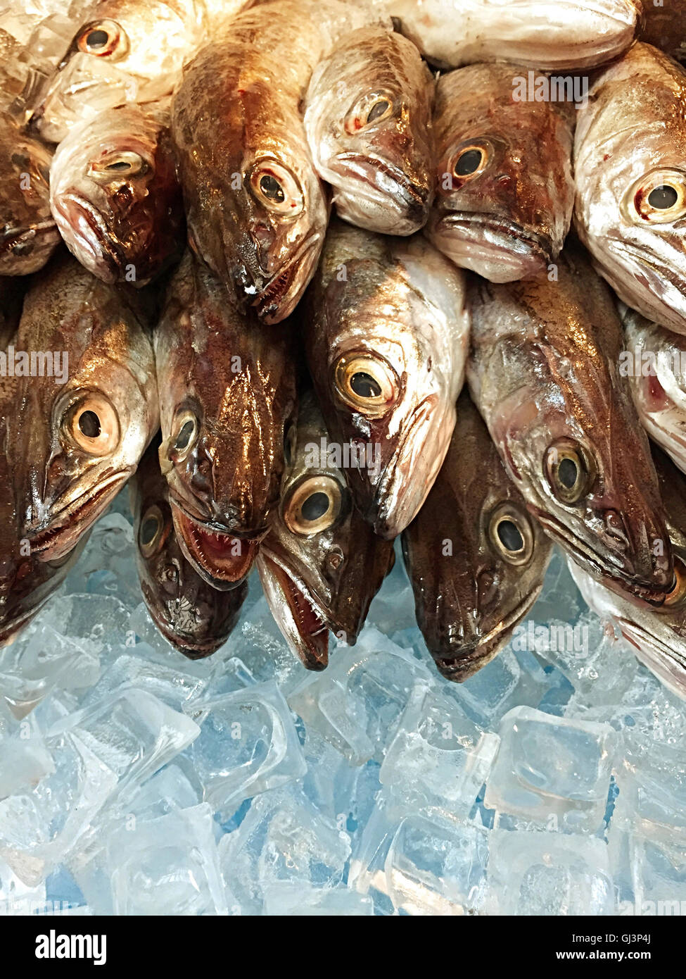 Fresh Whole Fish on Ice Stock Photo - Alamy