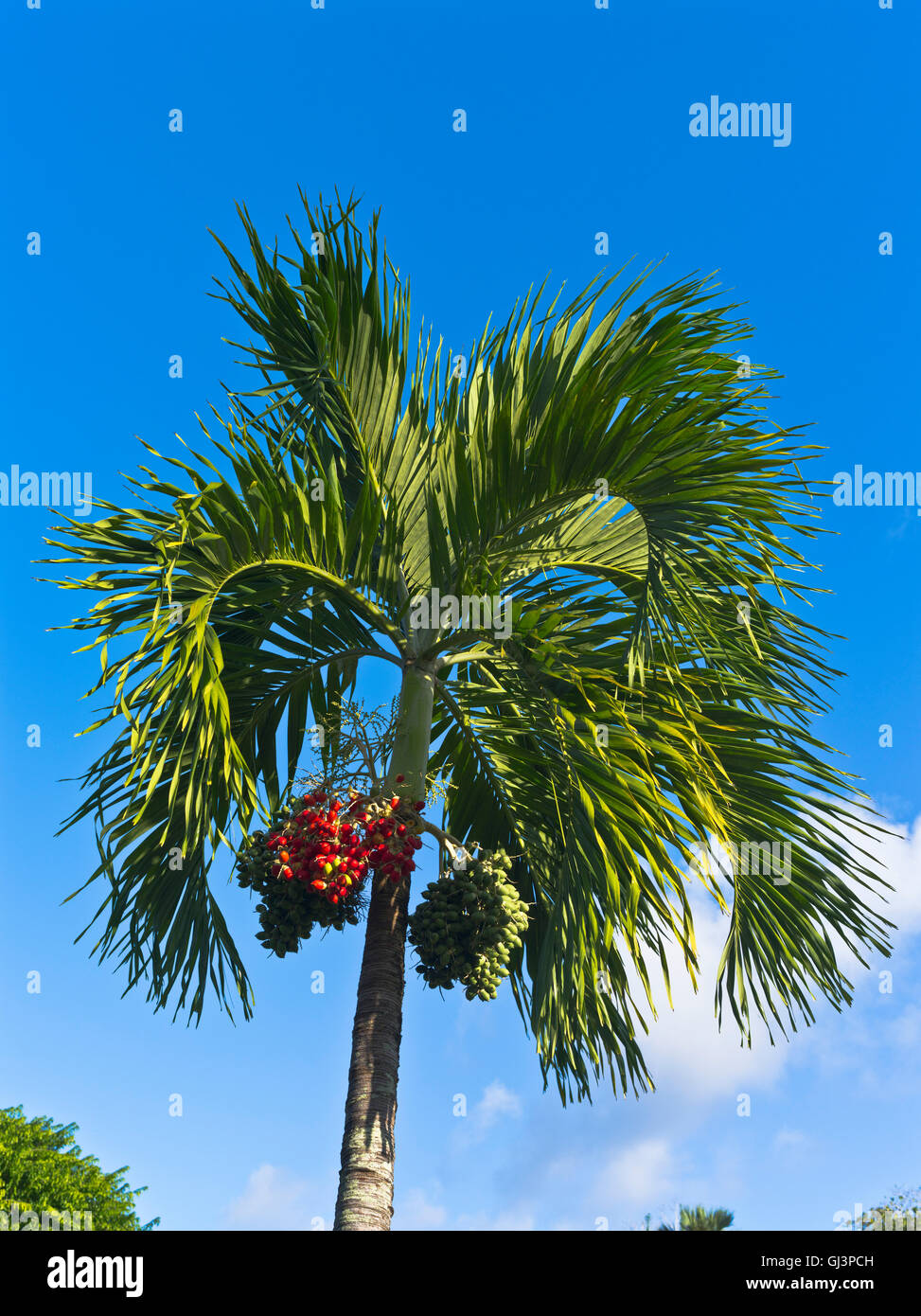 dh Scarborough TOBAGO CARIBBEAN Caribbean Botanical Gardens palm trees ...