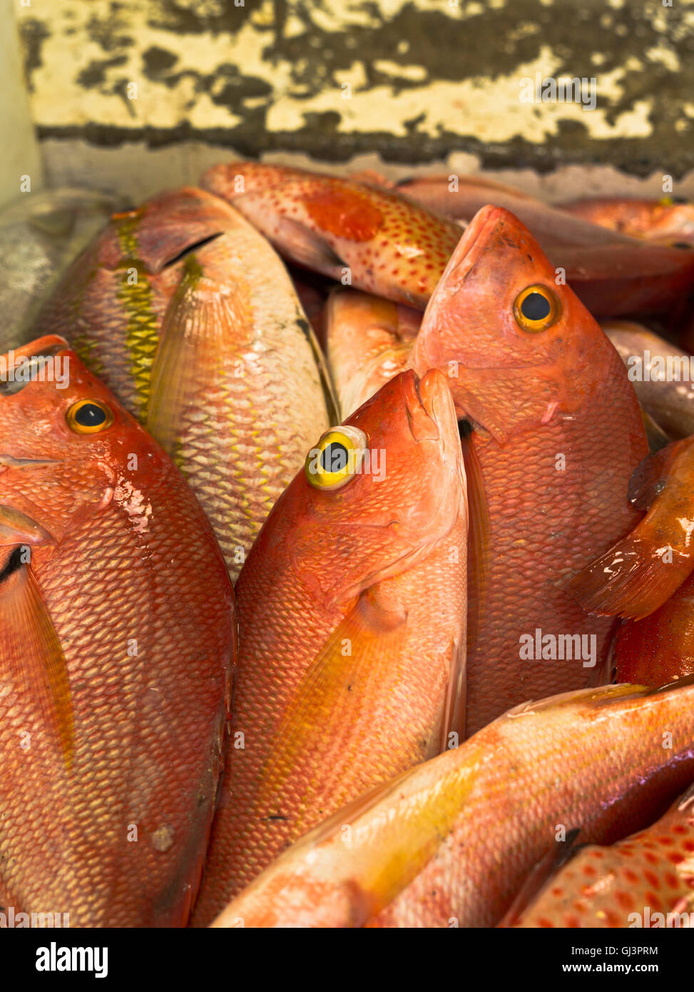 Snapper Fish Species