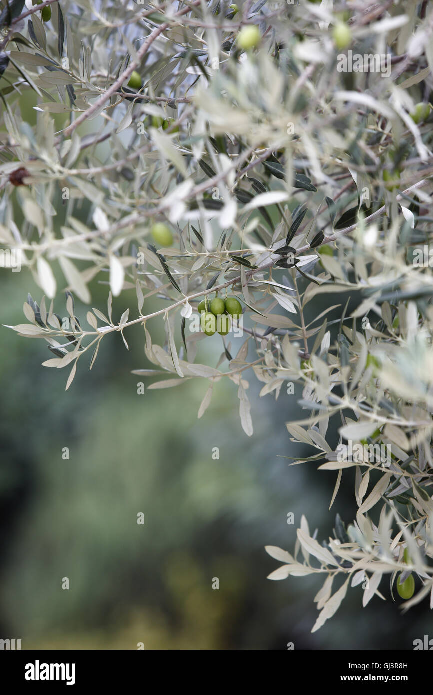 Olive tree in Greece. Greek Macedonia Stock Photo - Alamy